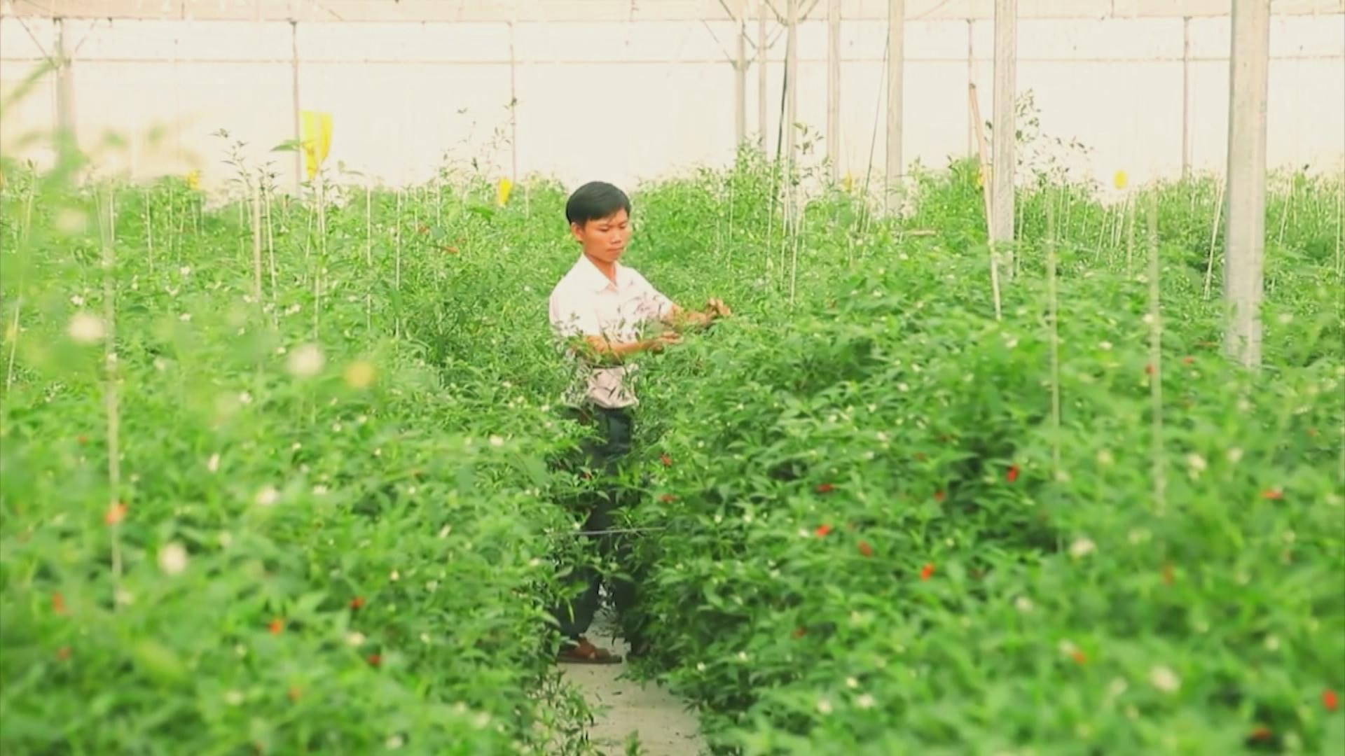 Urban agricultural innovation in the expanded Ho Chi Minh City space.