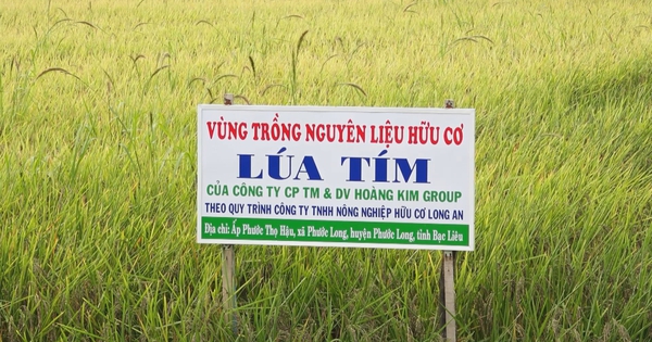 Thu hoạch lúa tím hữu cơ: Nâng tầm giá trị nông sản Việt